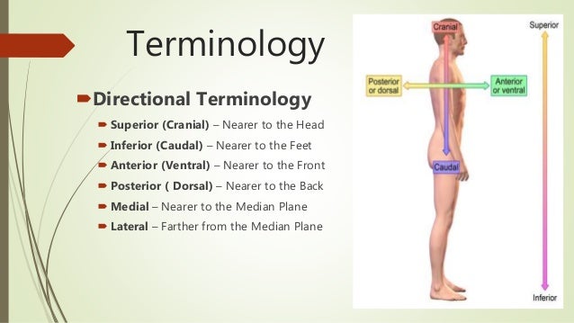 Wound documentation: anatomy & photography
