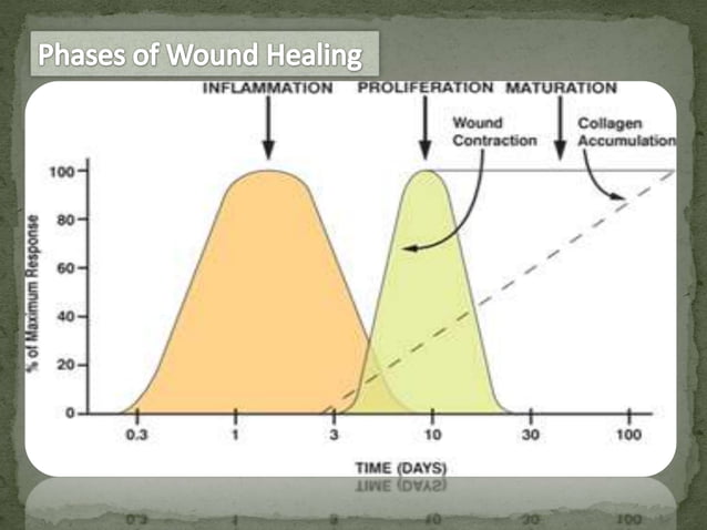 Wound healing | PPT