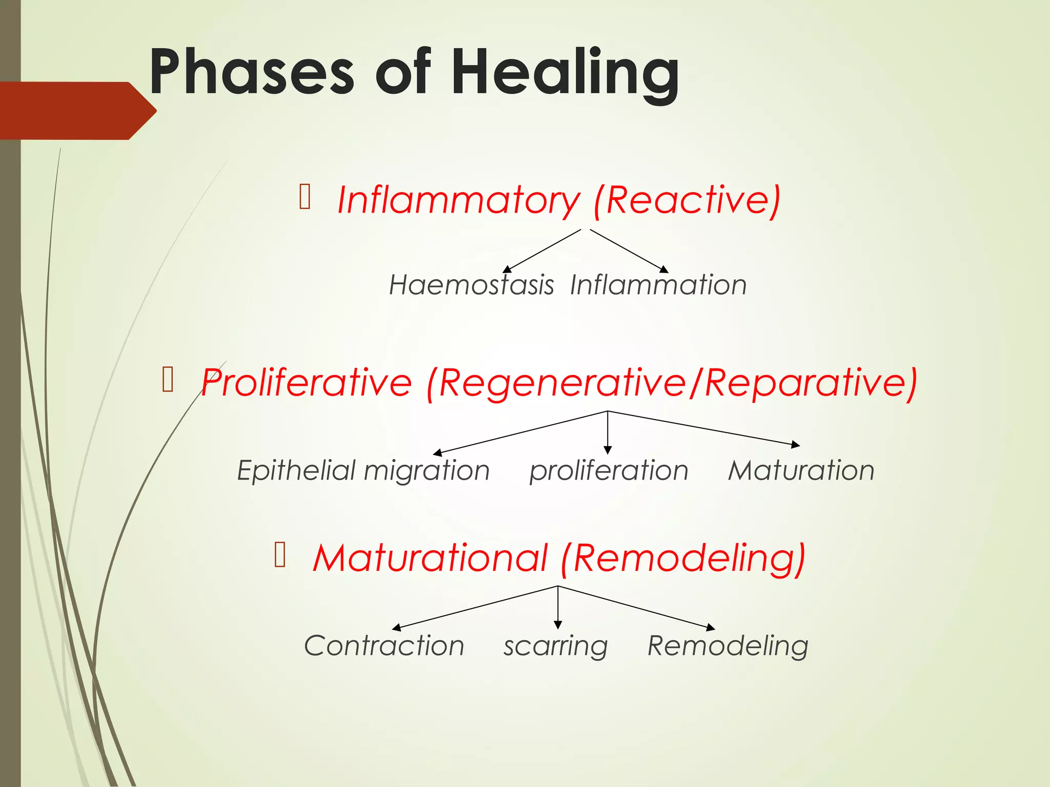 Wound healing | PPT