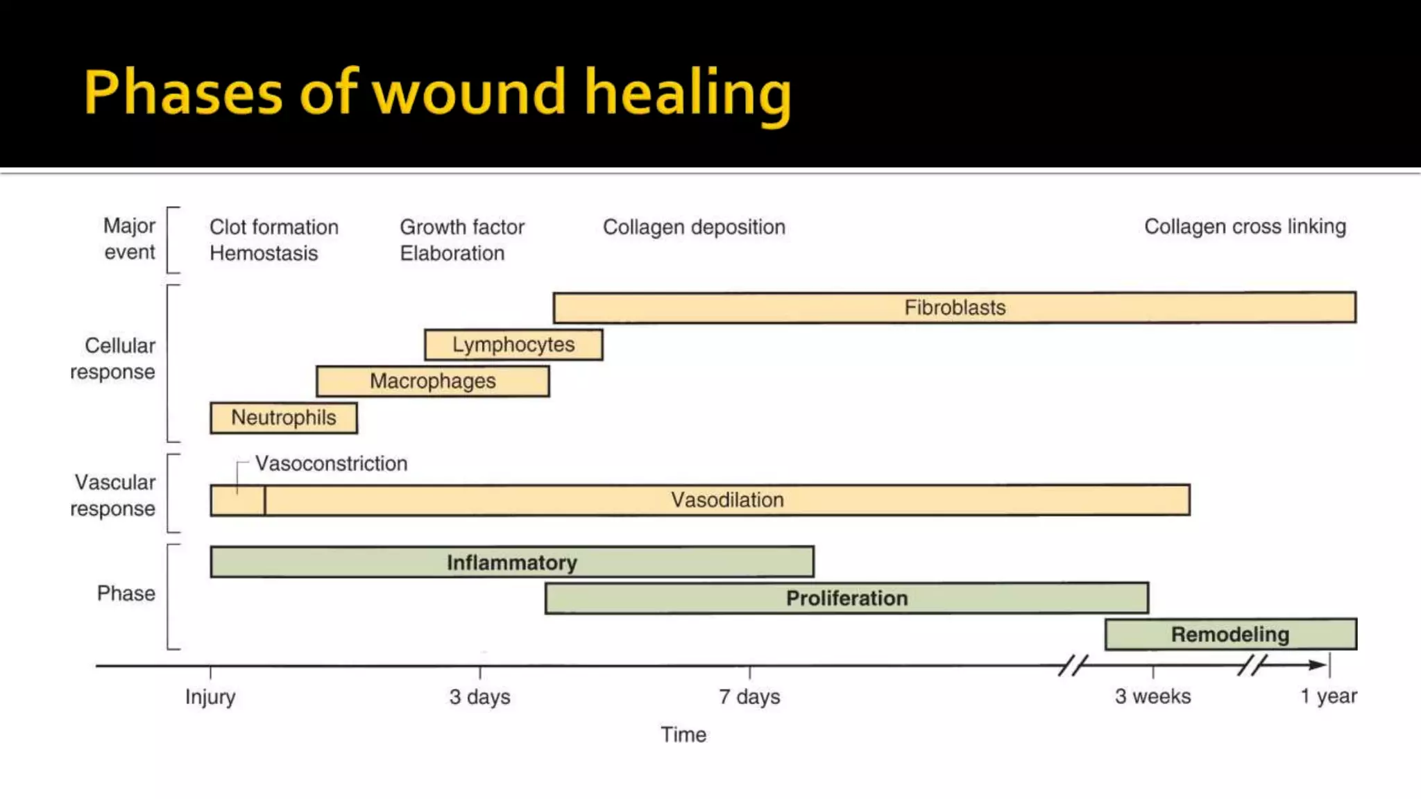 Wound healing | PPTX