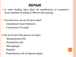 woundhealing bacteria inflammation and repair | PPT
