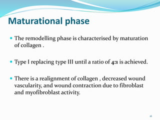 wound healing.pptx | First Aid | Injuries