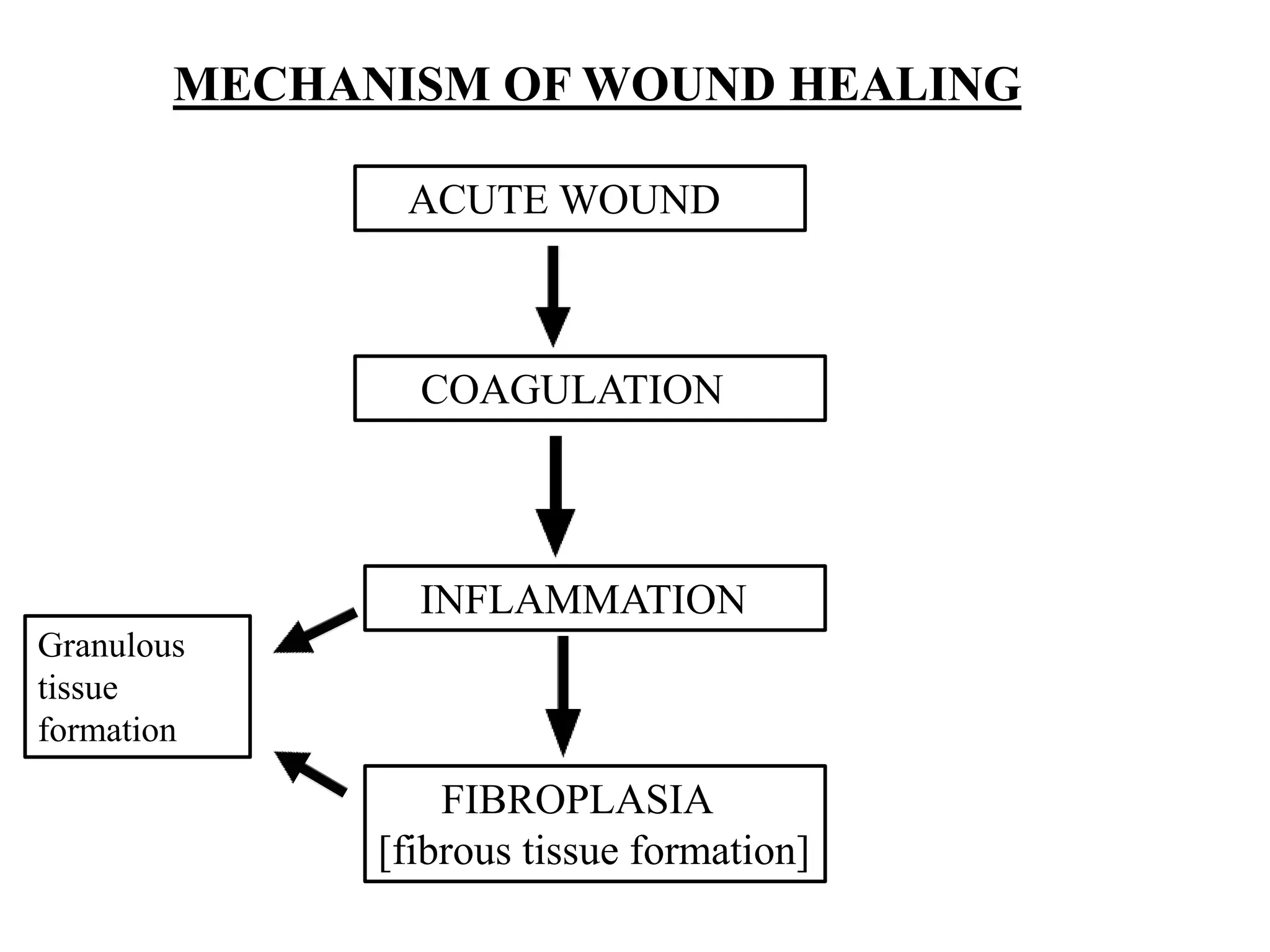 wound healing.pptx