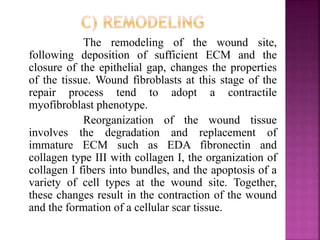 PROCESS OF WOUND HEALING BPHARM 2ND SEM PATHOPHYSIOLOGY.pptx