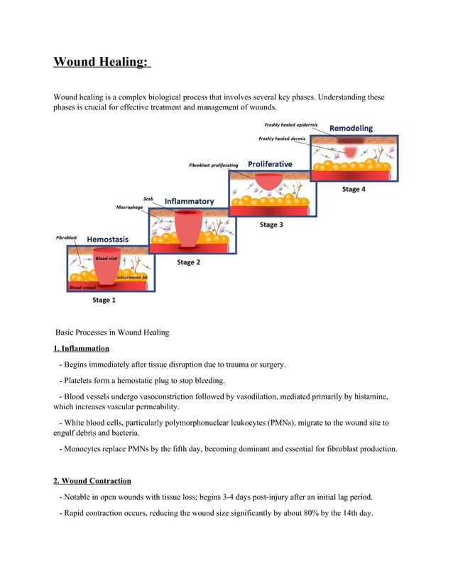 wound healing - General Surgery Definition, stages, classification | DOCX