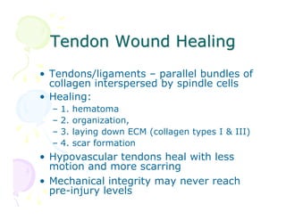 WOUND HEALING - History and Phases.ppt.pdf