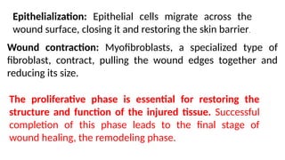 wound healing.pptx............................. | PPTX