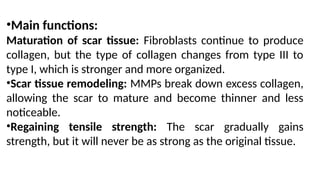 wound healing.pptx............................. | PPTX