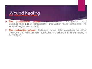 Skin wound healing as a protective mechanism | PPT