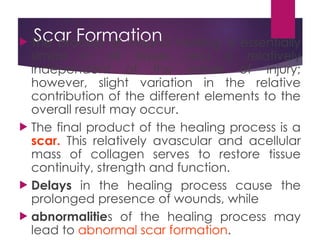Skin wound healing as a protective mechanism | PPT