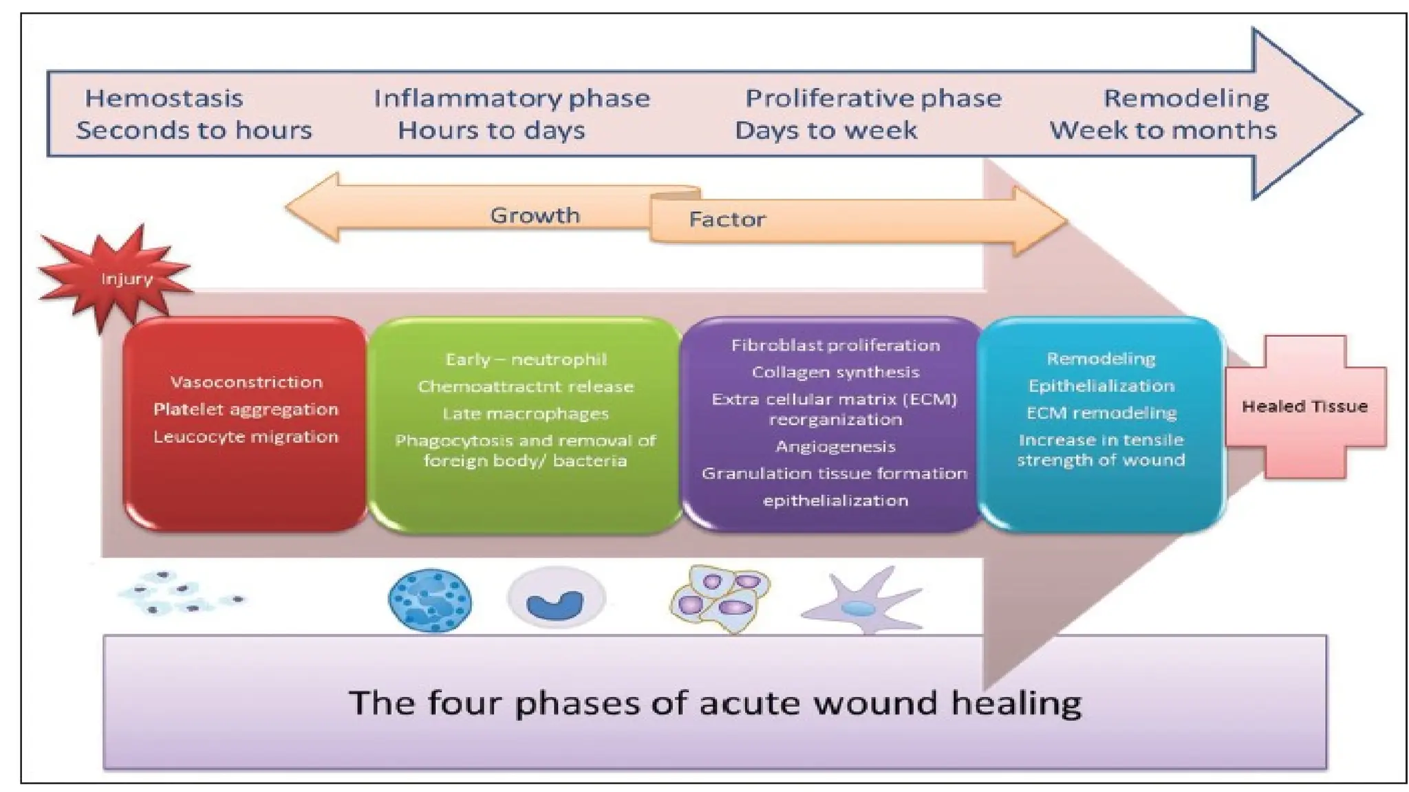 Wound healing Acute wounds : Trauma , surgical wounds ,burn.pptx