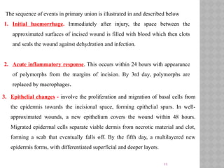 WOUND HEALING IN PERIODONTOLOGY - 3.pptx