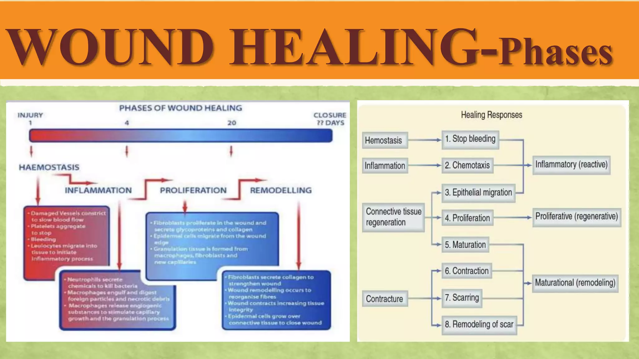 WOUND HEALING- Basic Principles in Surgery.pptx