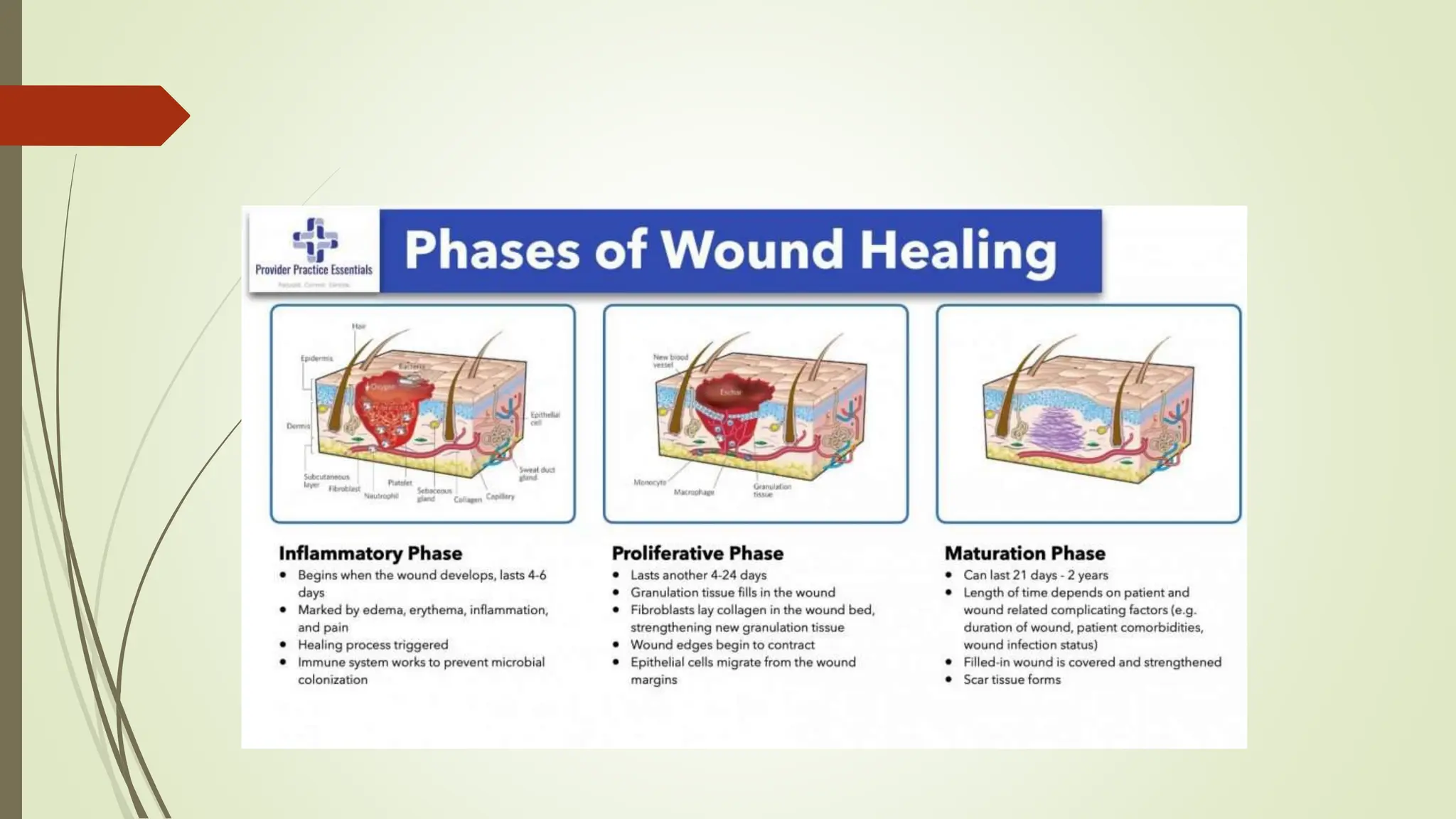 WOUND HEALING physiology BSN_100831.pptx