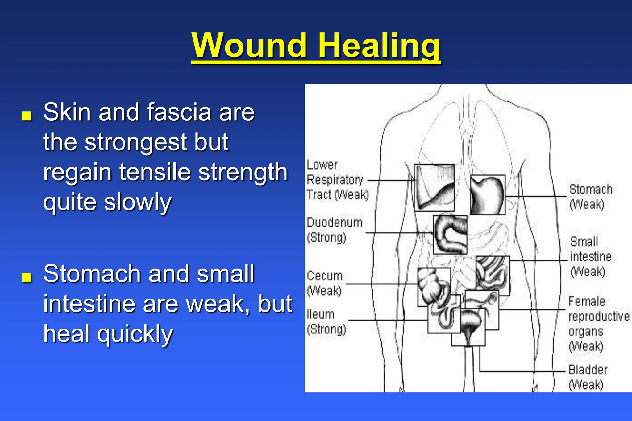 Wound Healing and Suture Knowledge-Kim_Bayer.ppt