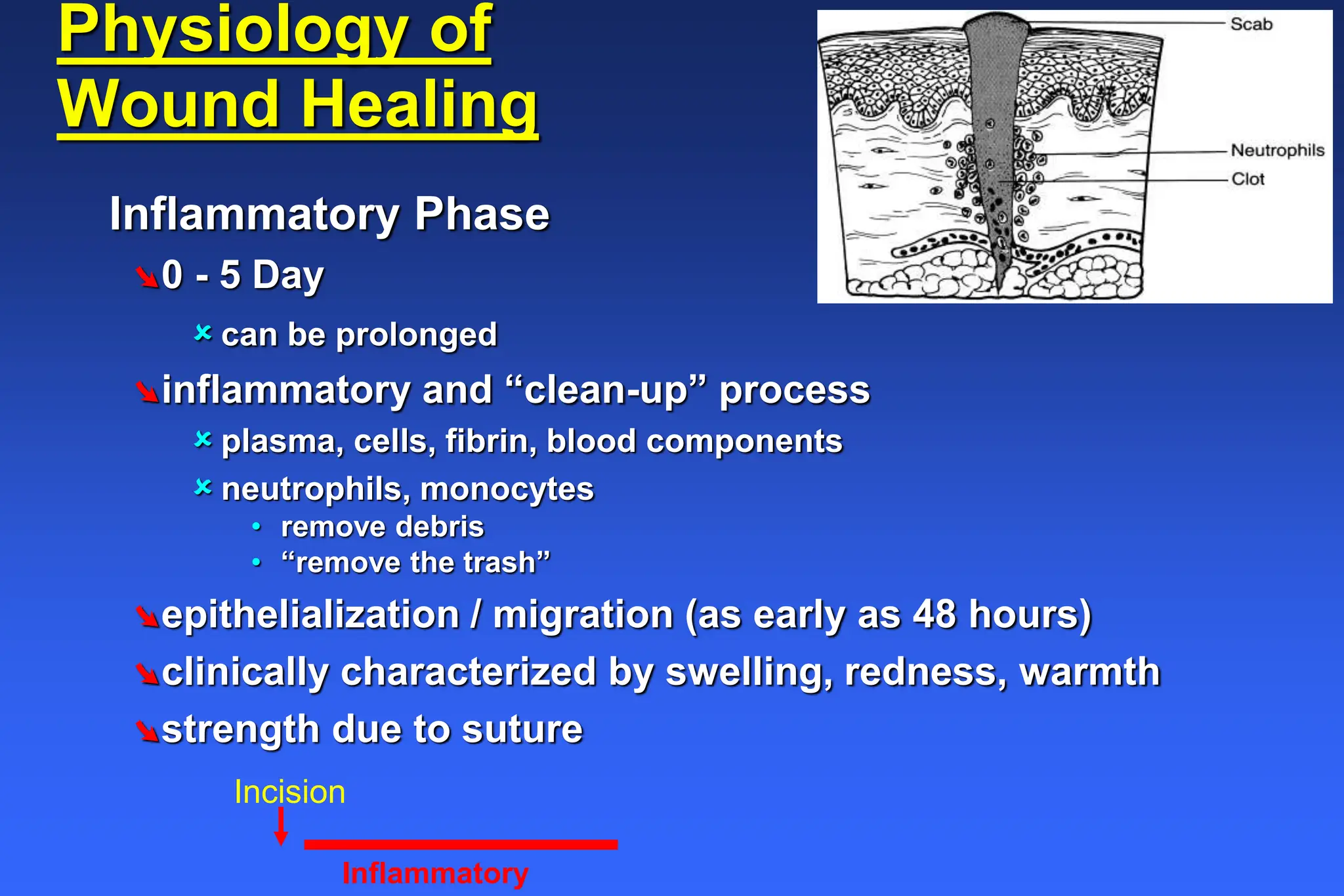 Wound Healing and Suture Knowledge-Kim_Bayer.ppt