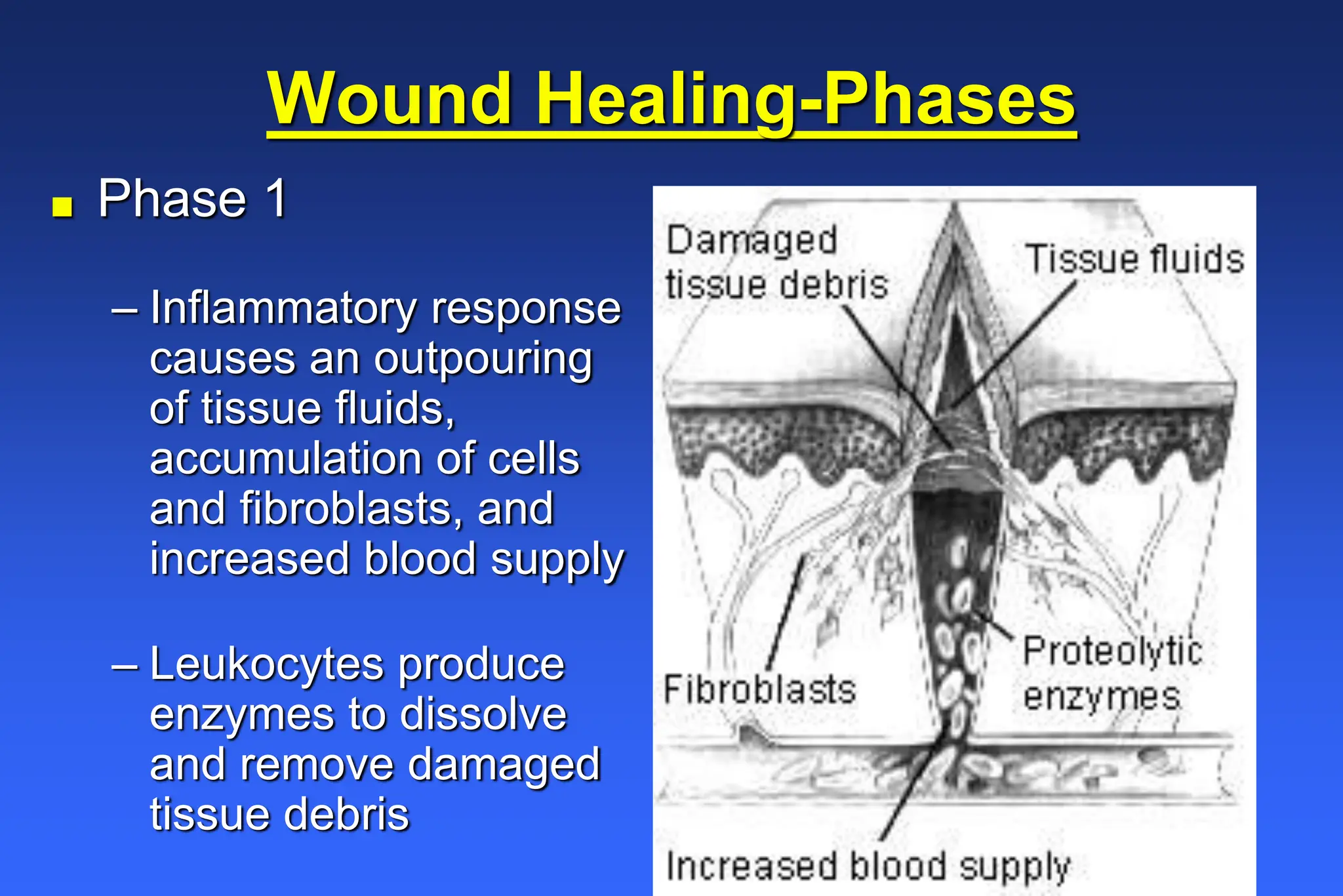 Wound Healing and Suture Knowledge-Kim_Bayer.ppt