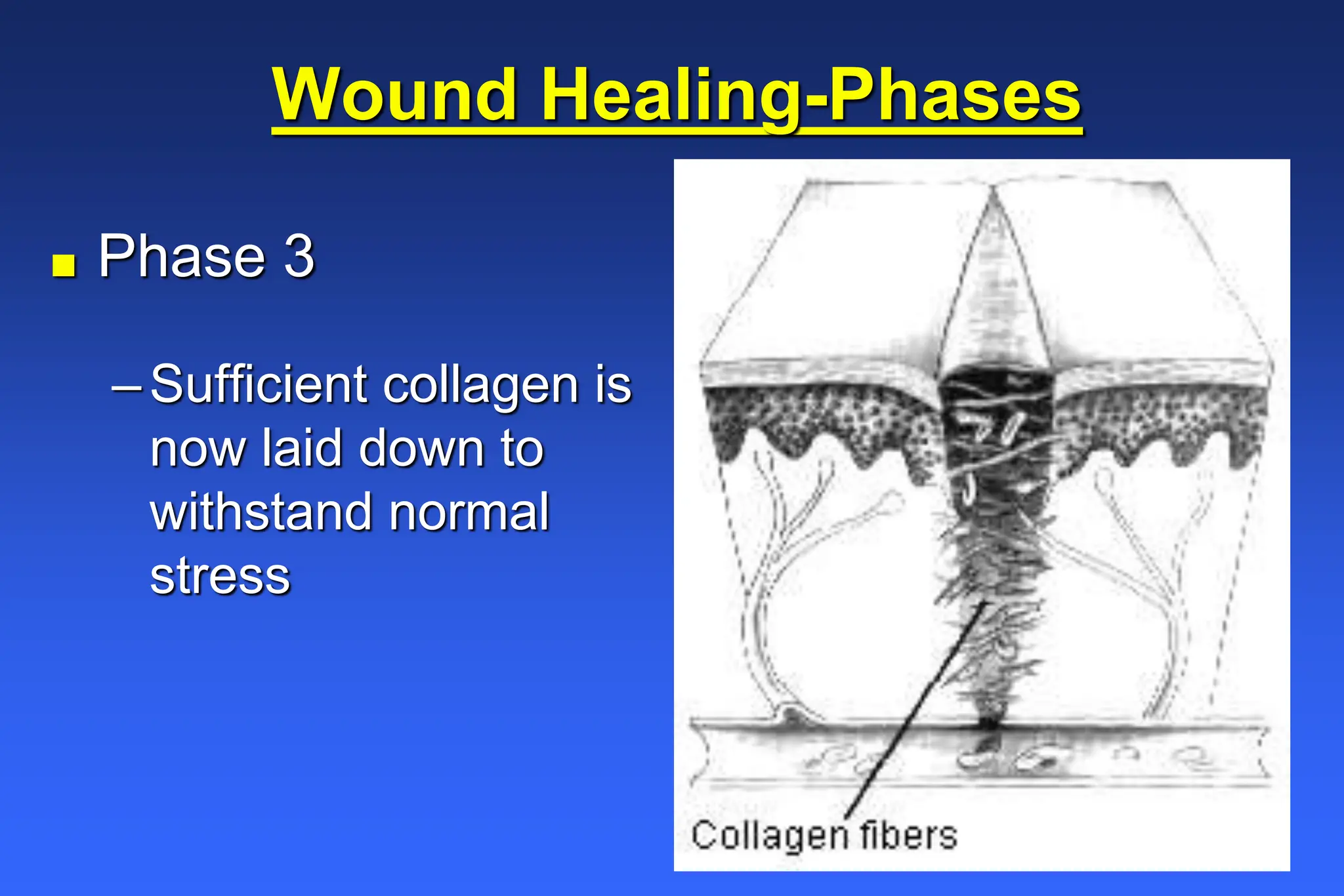 Wound Healing and Suture Knowledge-Kim_Bayer.ppt
