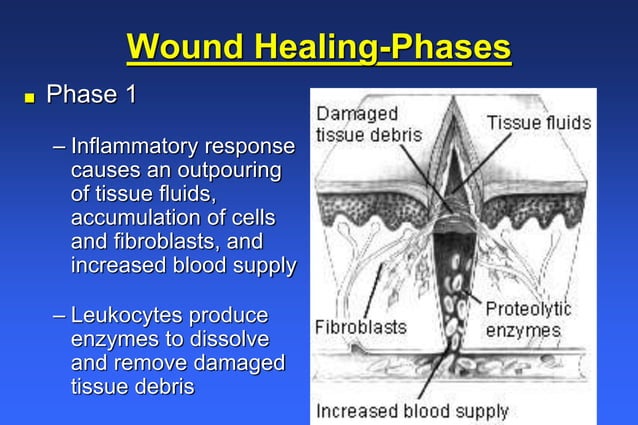 Wound Healing and Suture Knowledge-Kim_Bayer.ppt