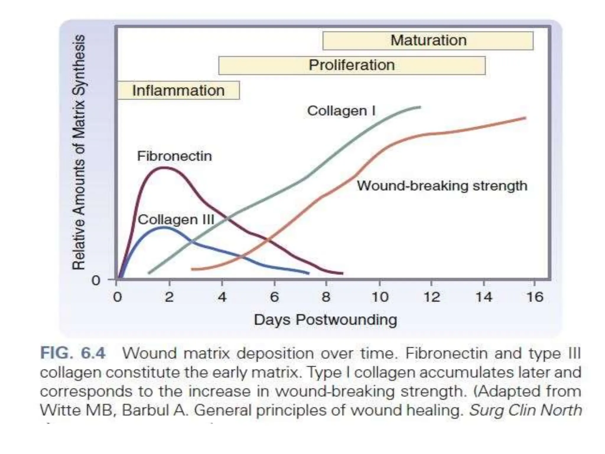 wound healing , factors affectings and wound management | PPTX