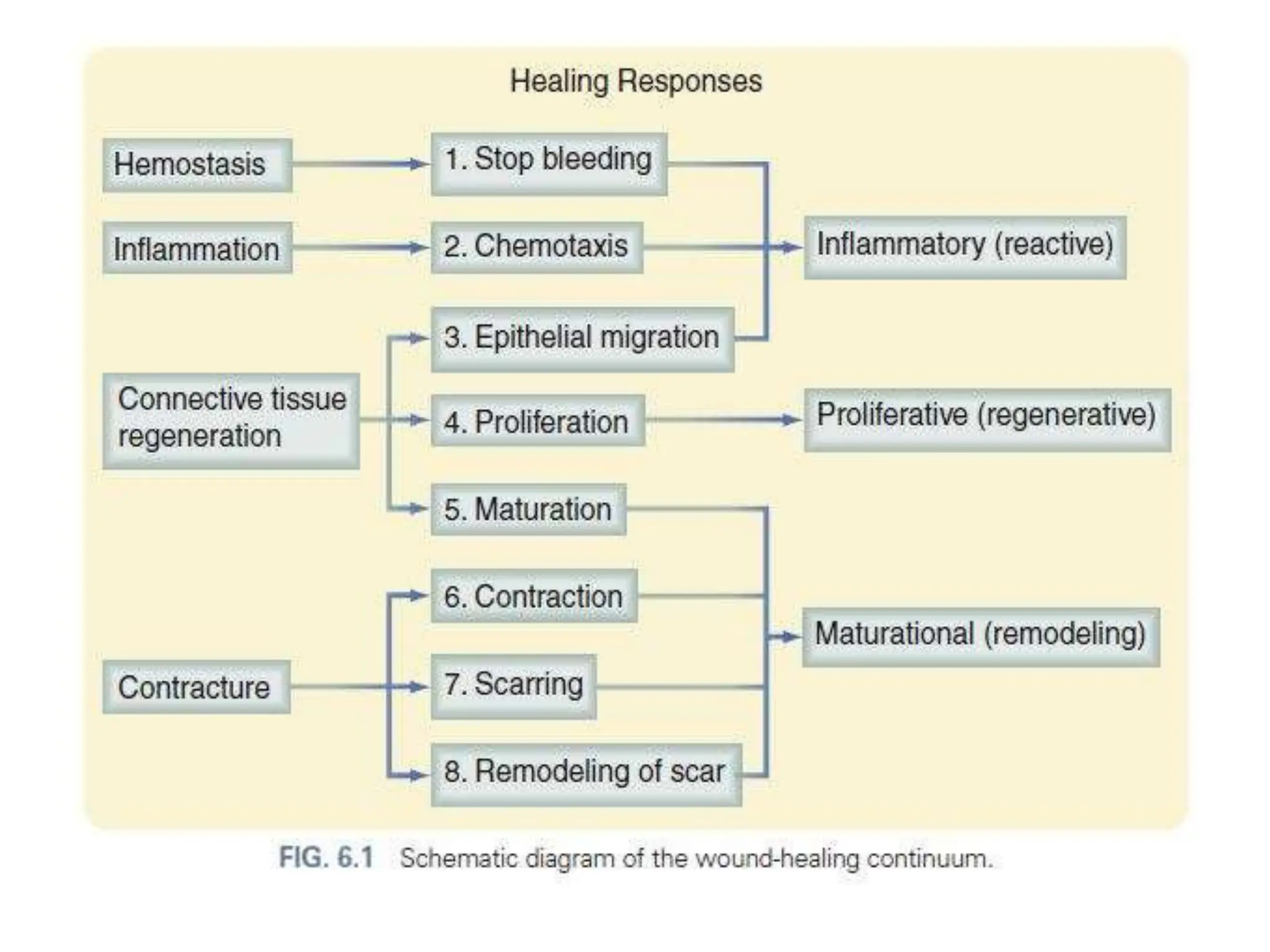 wound healing , factors affectings and wound management | PPTX
