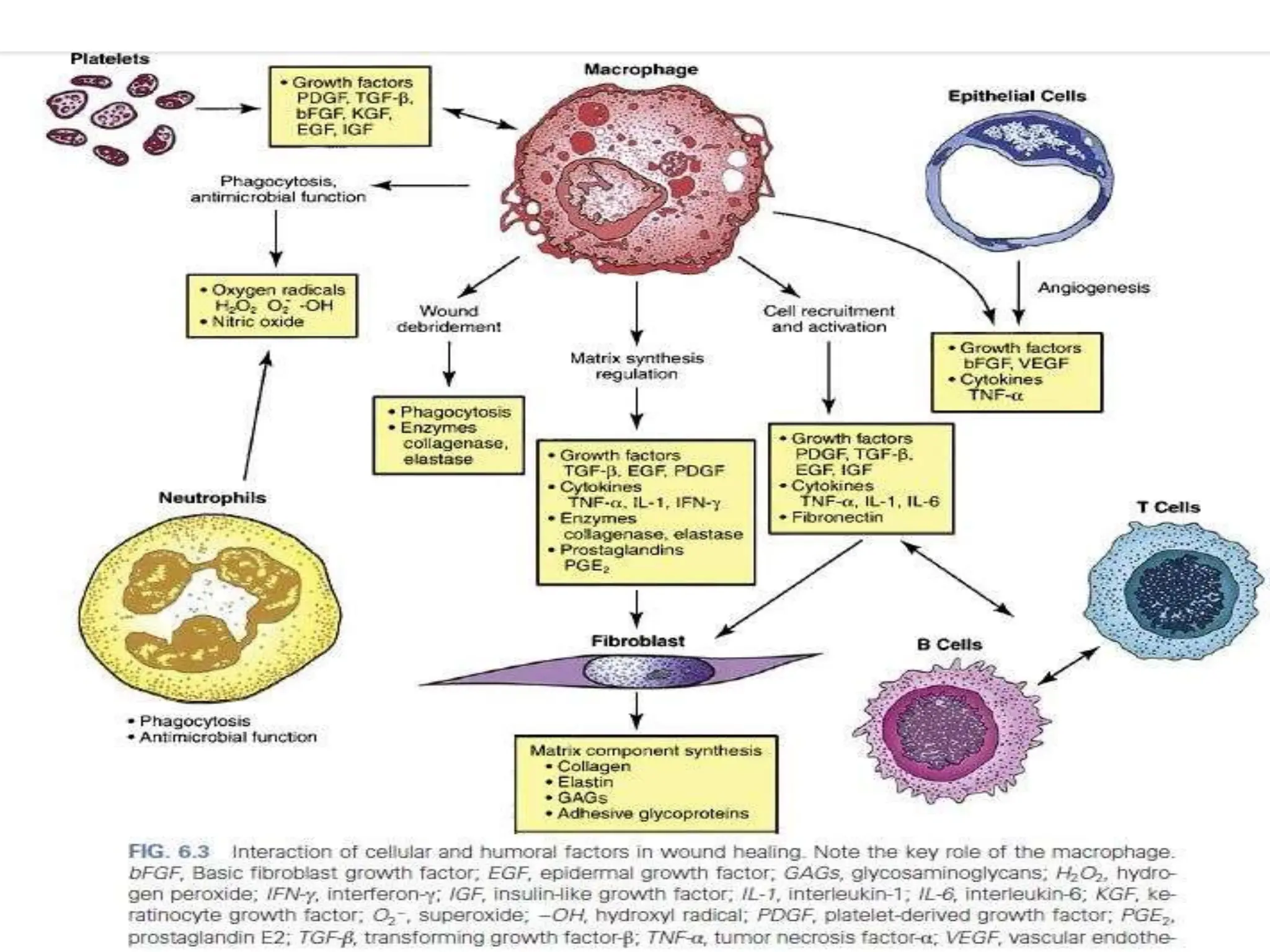 wound healing , factors affectings and wound management | PPTX