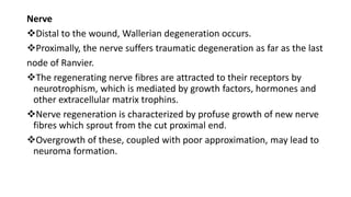 wound healing [Autosaved].pptx