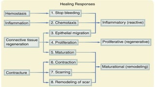 Wound_Healing_Full_Presentation and phases of wound healing.pdf