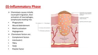 Wound_Healing_Full_Presentation and phases of wound healing.pdf