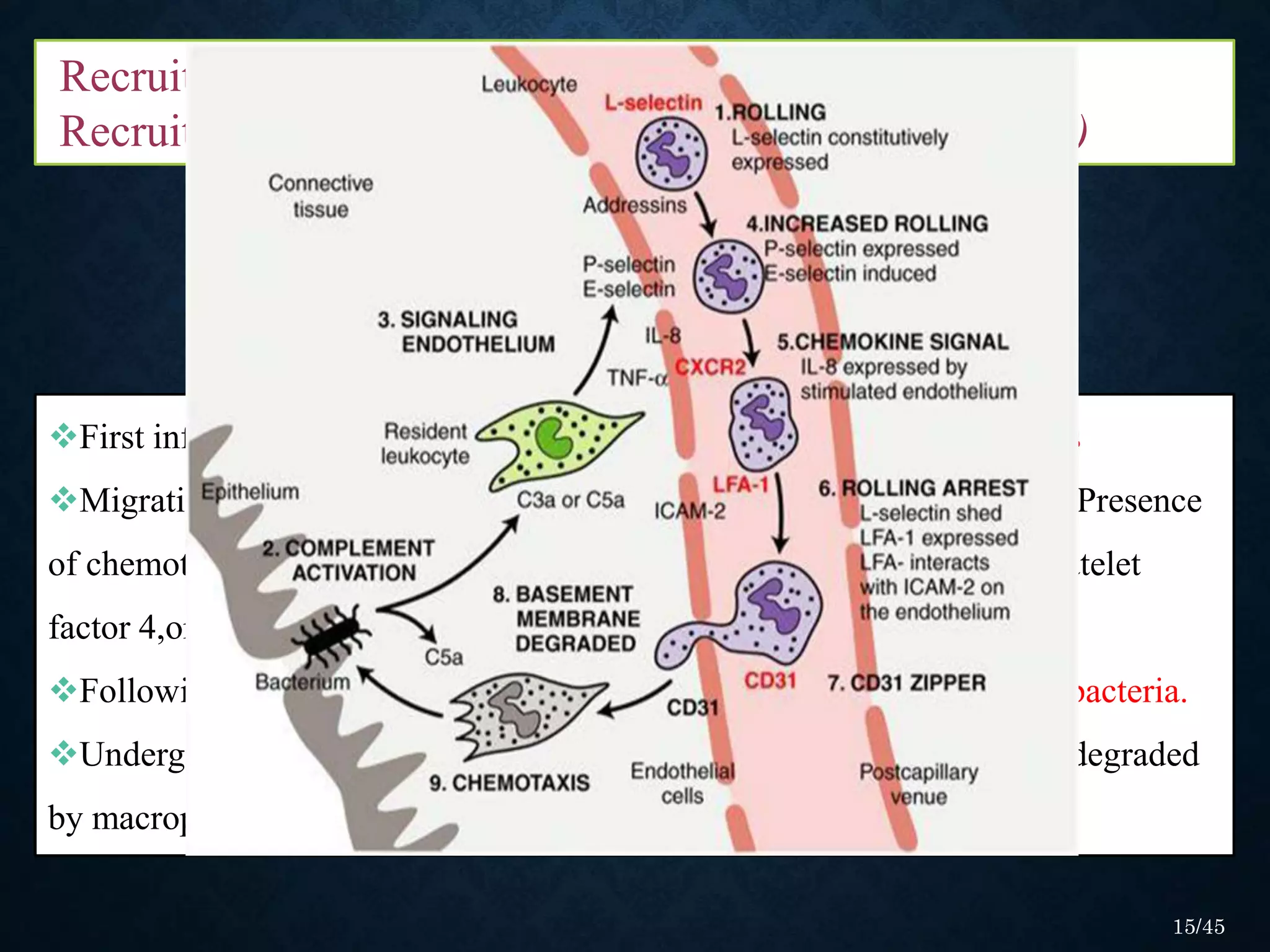 Wound healing in Perio - Dr. Malvika Thakur | PPTX