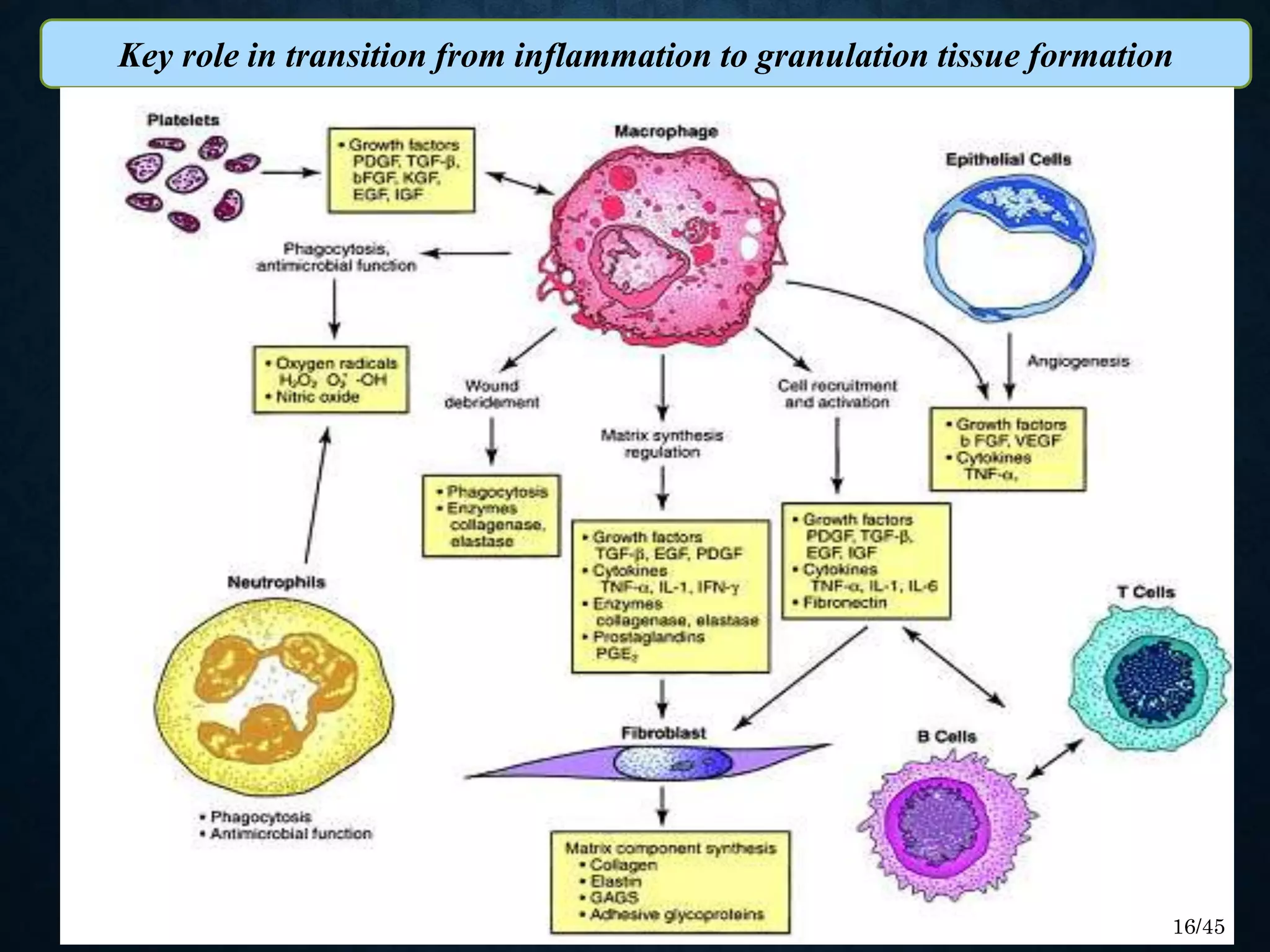 Wound healing in Perio - Dr. Malvika Thakur | PPTX