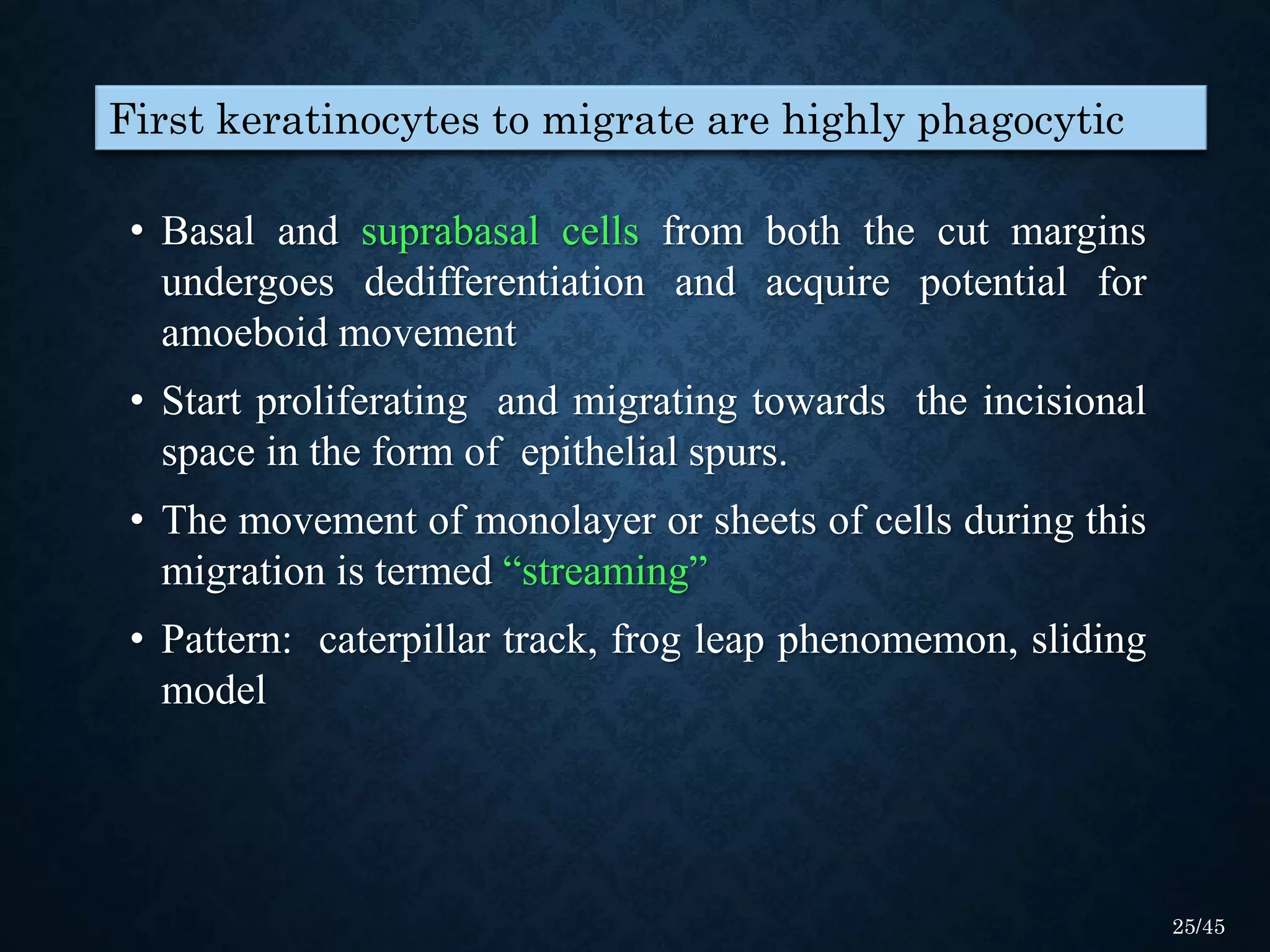 Wound healing in Perio - Dr. Malvika Thakur | PPTX