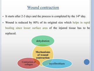 Wound healing [including healing after periodontal therapy] | PPTX
