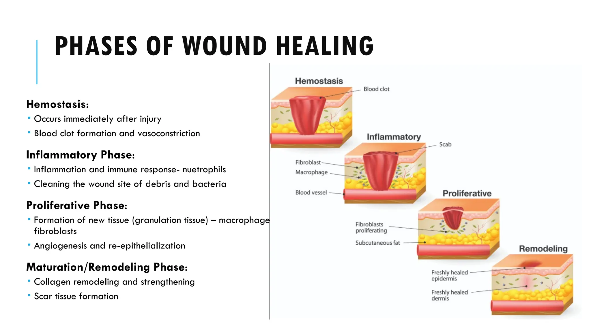 WOUND HEALING ,KELOIDS AND HYPERTROPHIC SCARS BY DR ABRAHAM.pptx