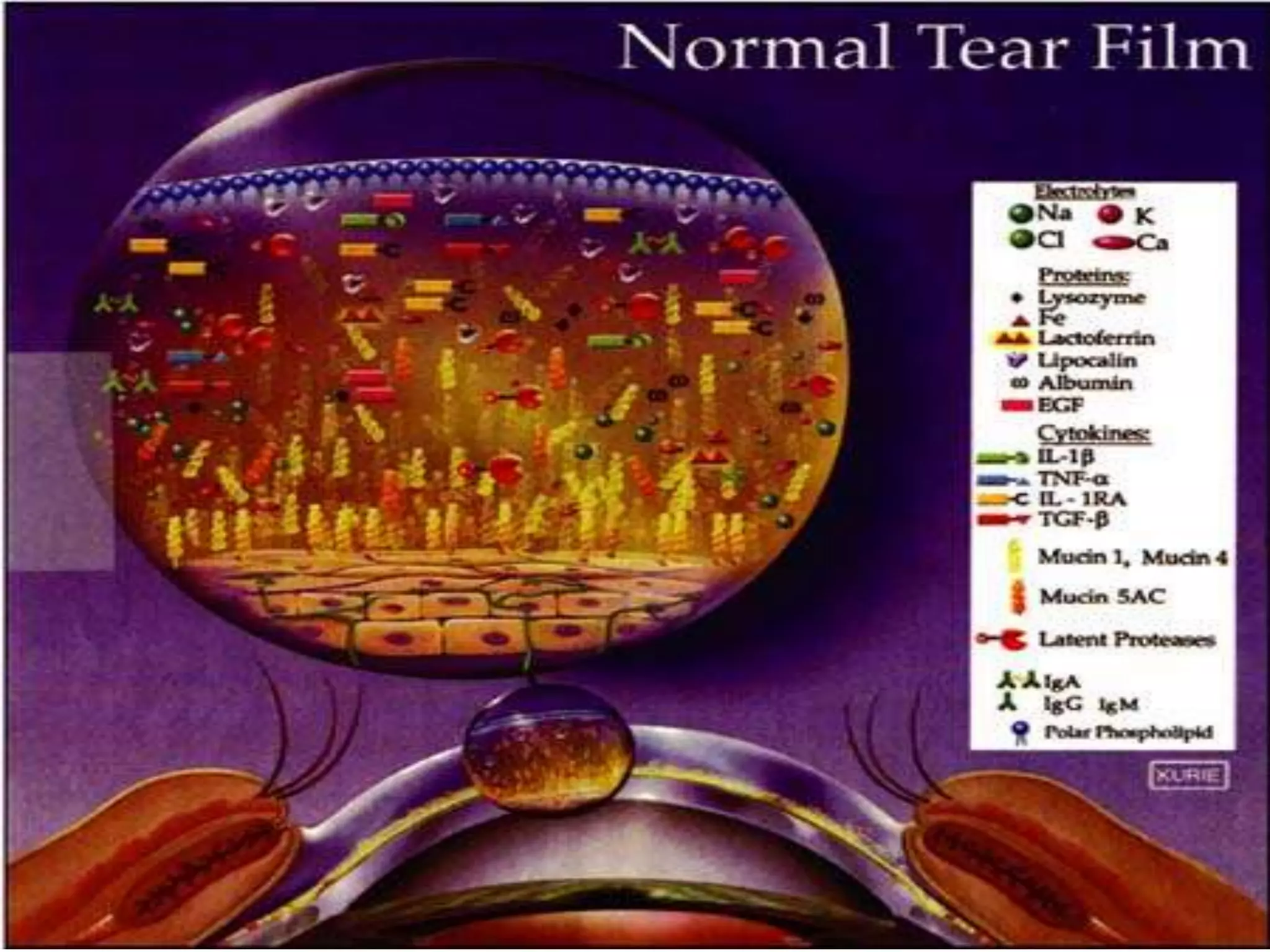Wound healing of cornea | PPTX