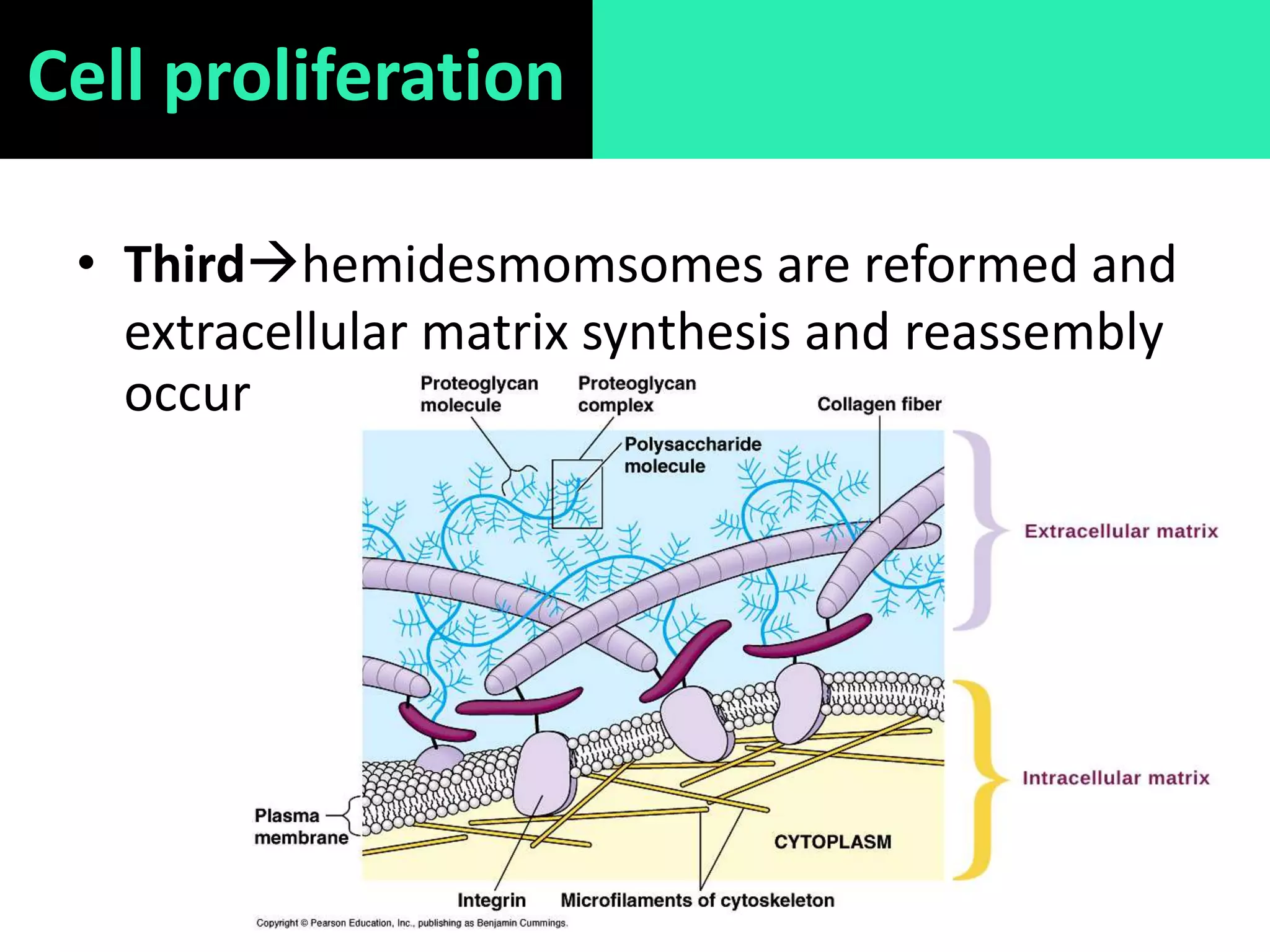 Wound healing of cornea | PPTX