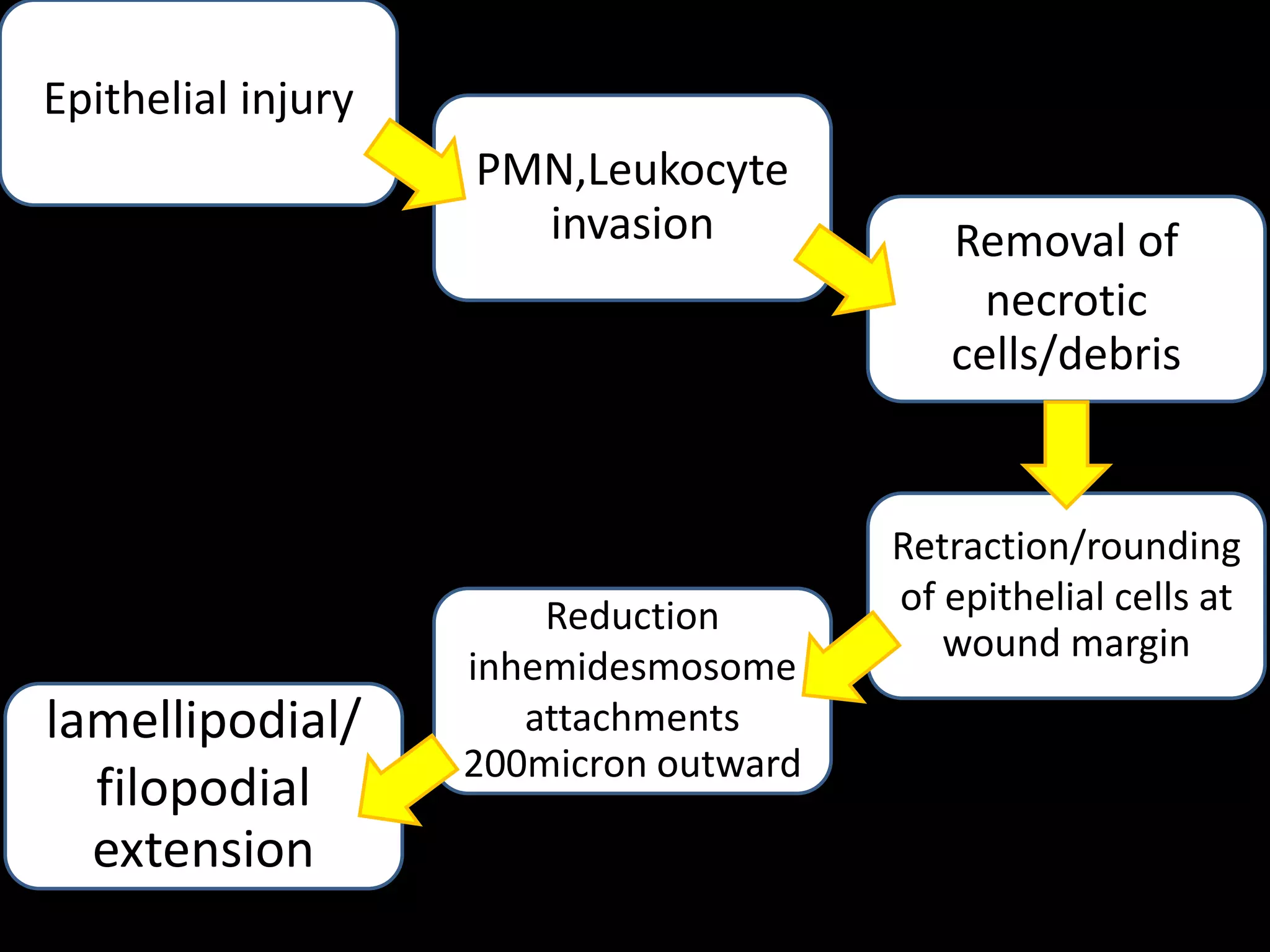 Wound healing of cornea | PPTX