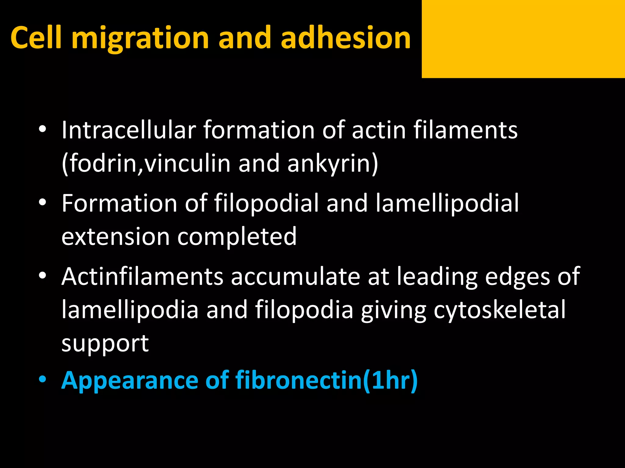 Wound healing of cornea | PPTX