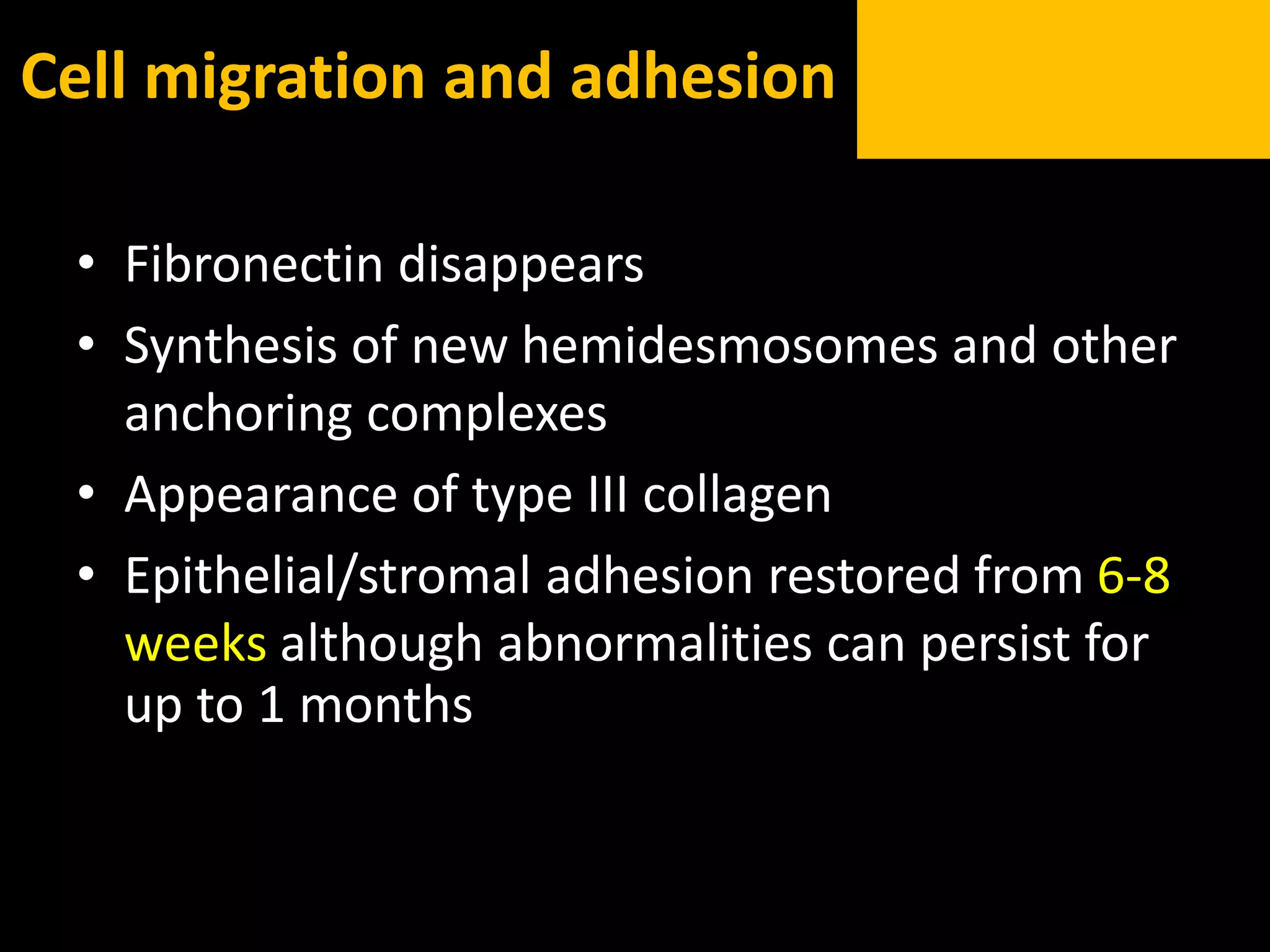 Wound healing of cornea | PPTX
