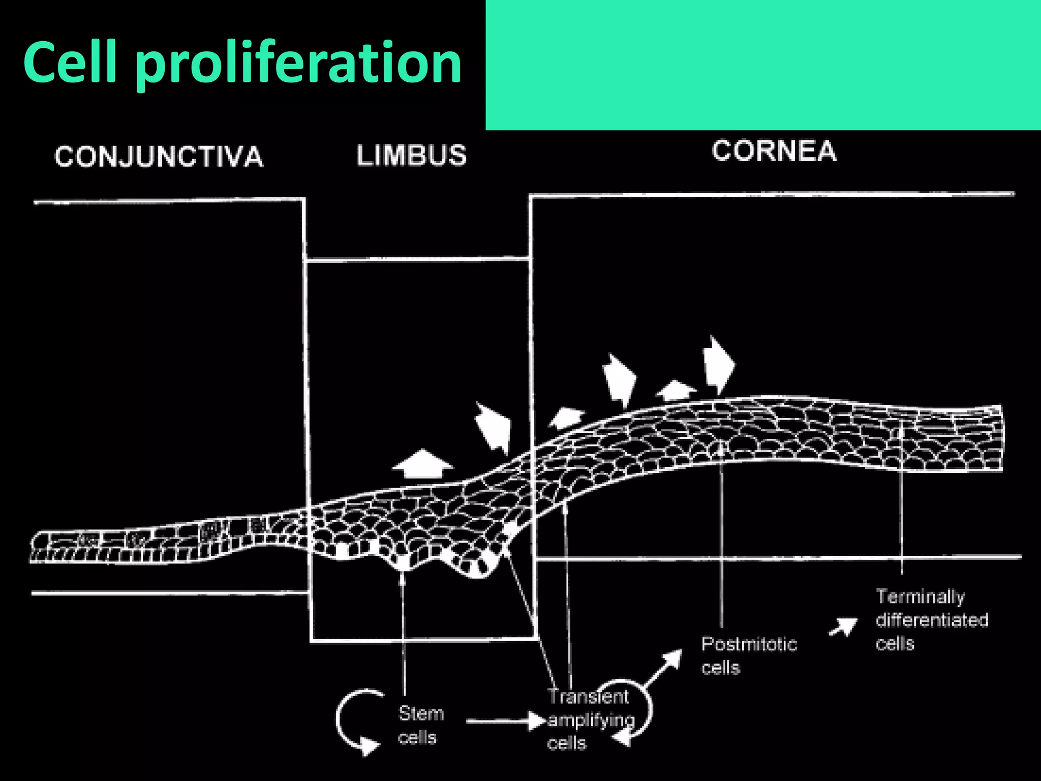 Wound healing of cornea | PPTX