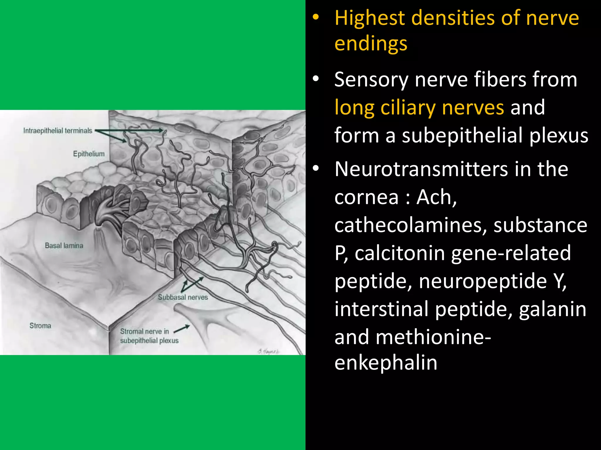 Wound healing of cornea | PPTX