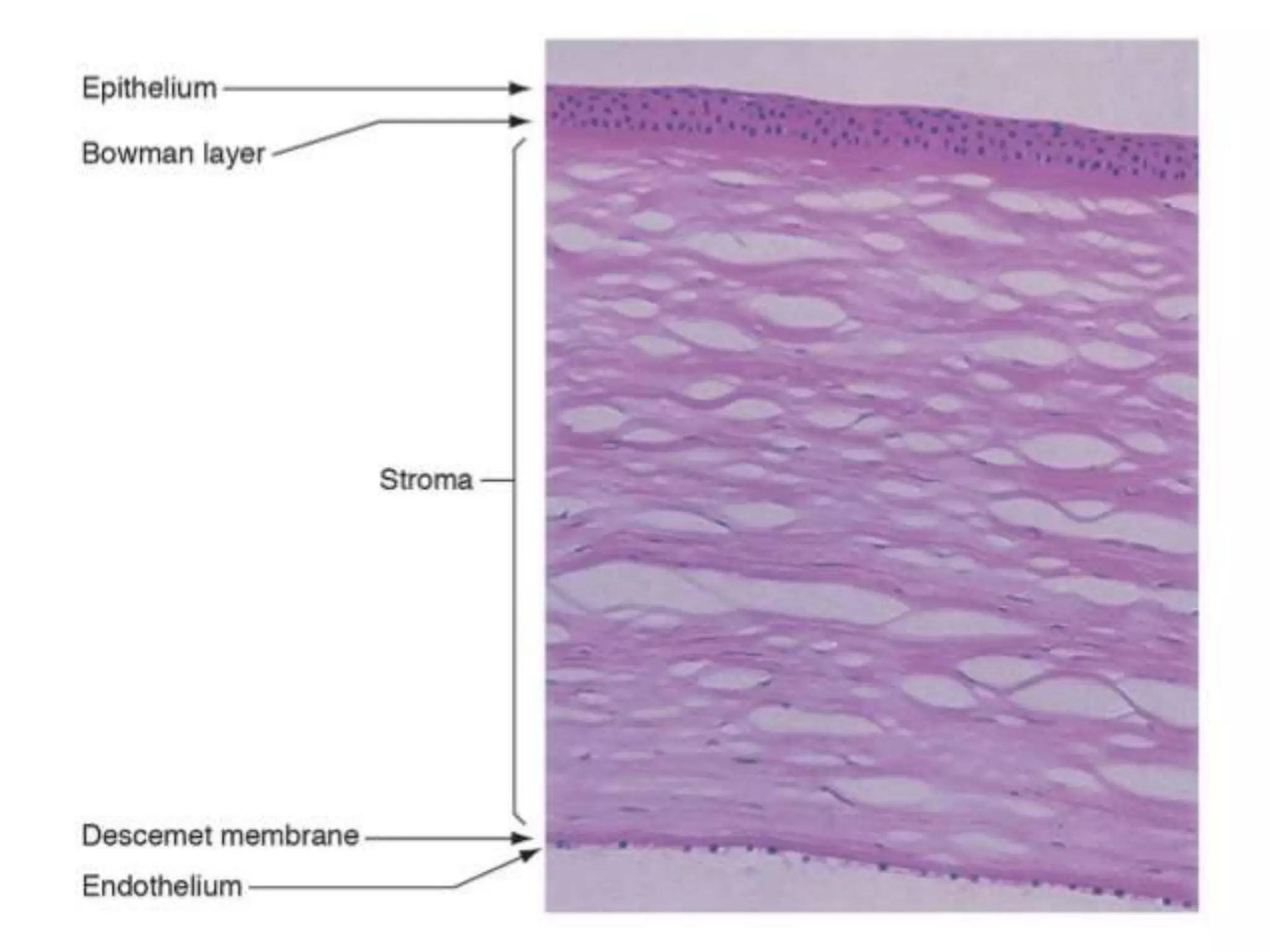 Wound healing of cornea | PPTX