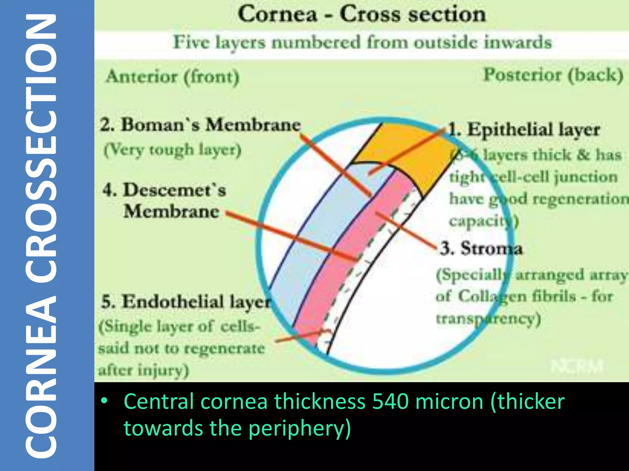 Wound healing of cornea | PPTX