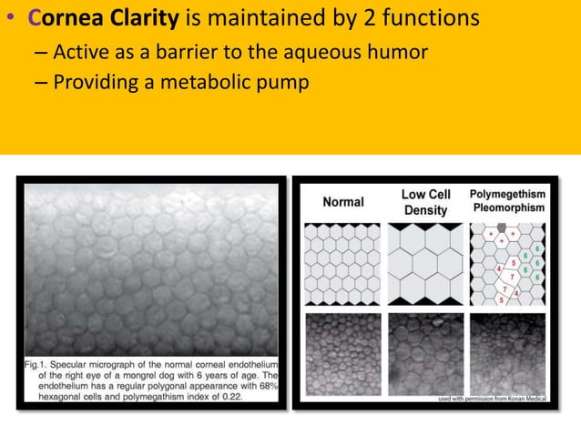 Wound healing of cornea | PPTX | Eye and Vision Conditions | Diseases ...