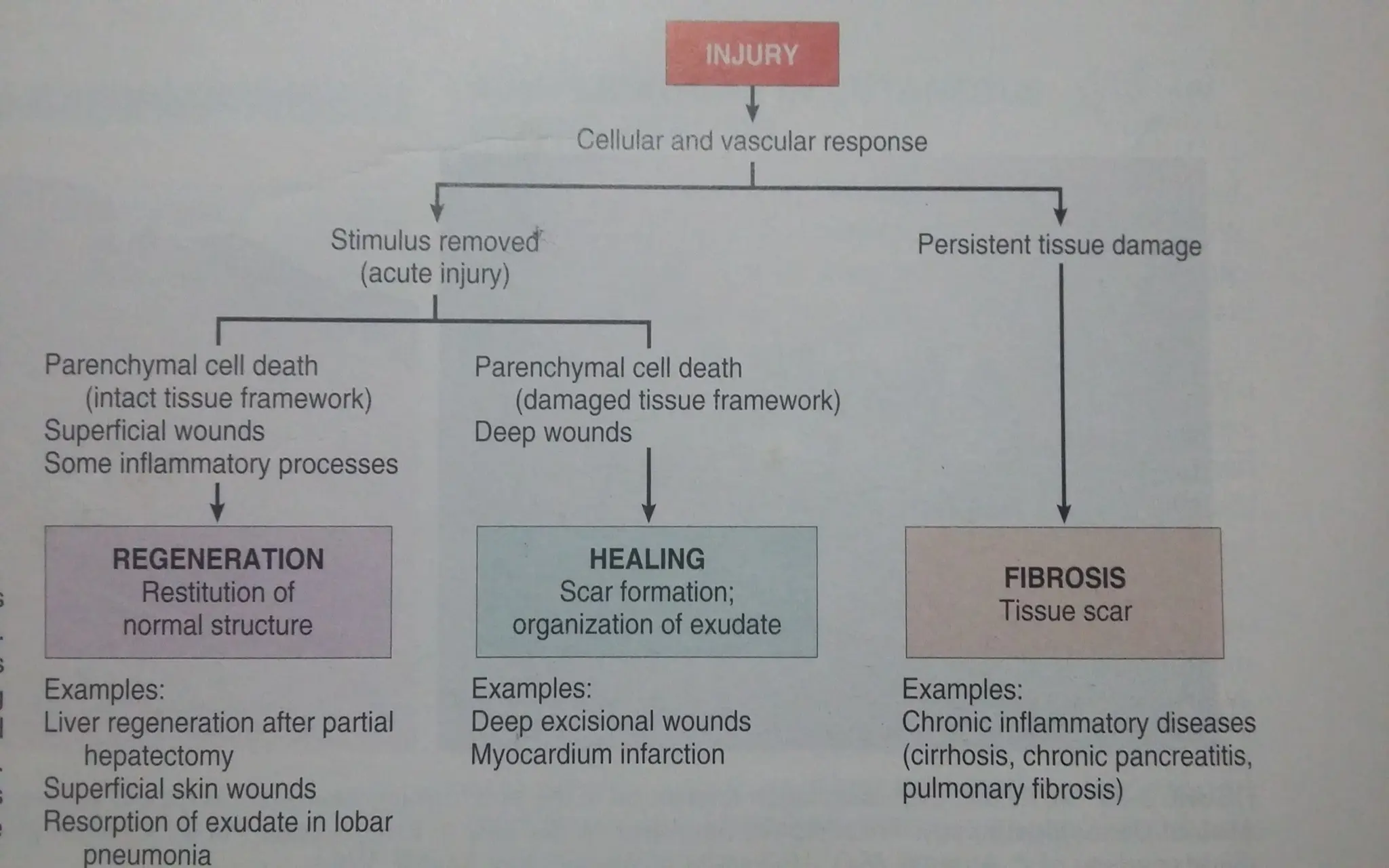 wound healing and types of wound healing and soft tissue and hardtissue ...