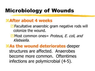 wound infection microbiology.PPT