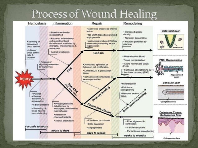 Wound infection (revised 27th feb 2017) | PPTX | First Aid | Injuries