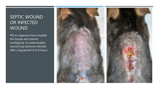 Wound & its management.pptx