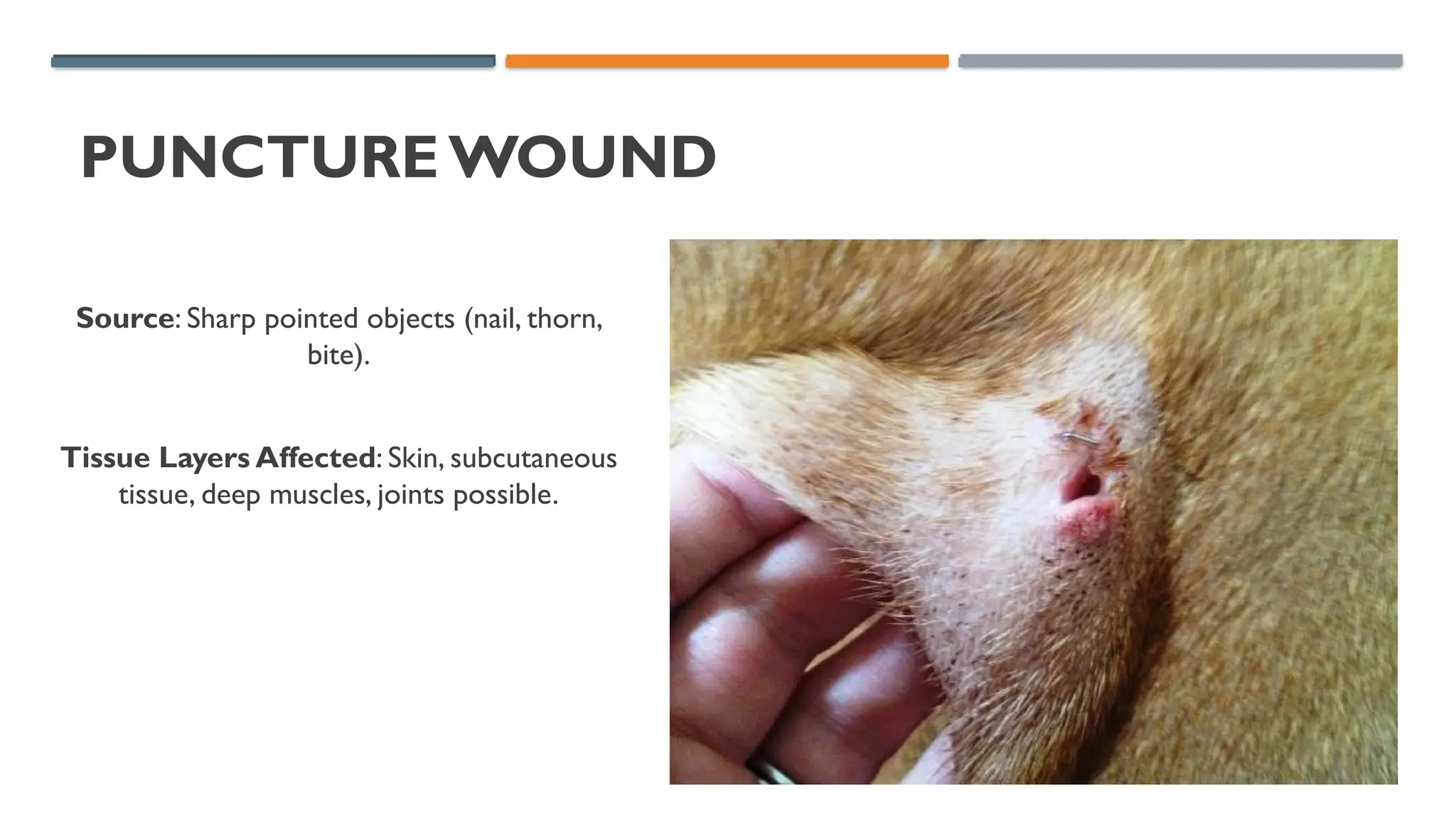 Wound its types-1.pptx small animal surgery topic for dvm students | PPTX