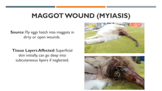 Wound its types-1.pptx small animal surgery topic for dvm students | PPTX